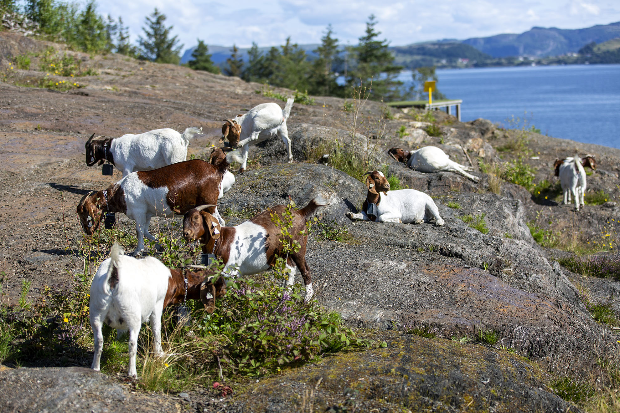Randaberg kommune - Geiter med sommerjobb på diskgolfbana
